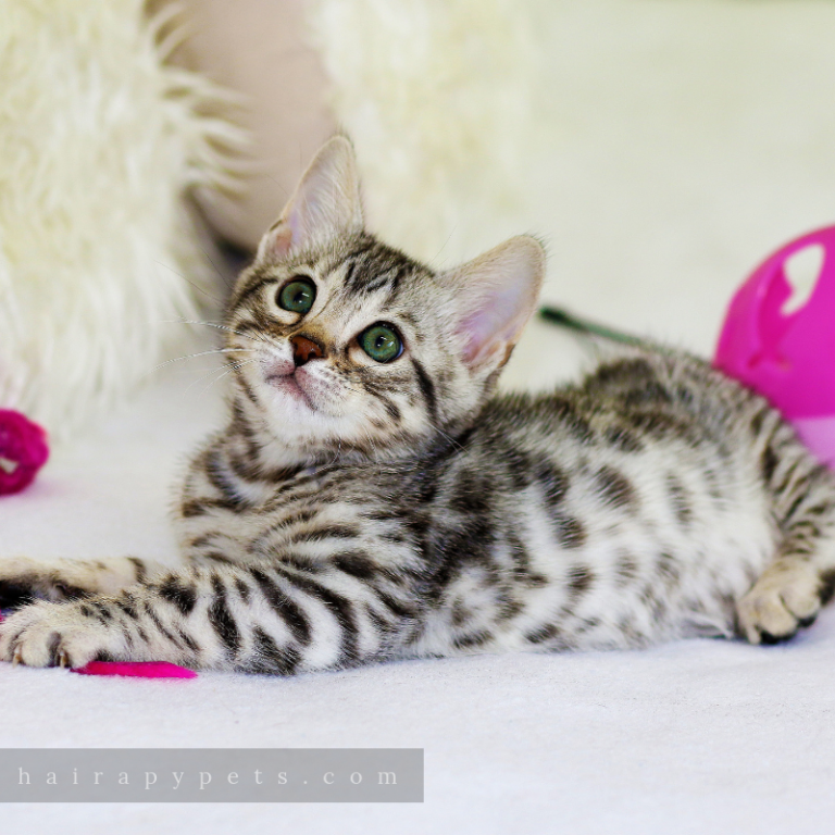 Taming Your Little House Tiger – Hairapy Pets